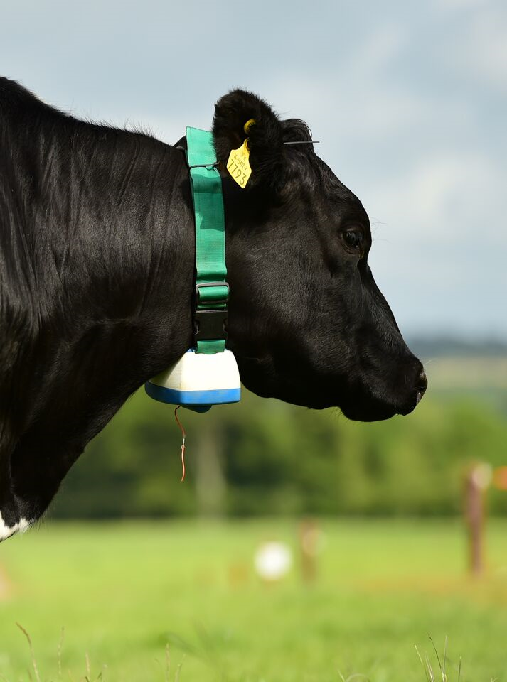 High tech collar brings the wearables revolution to cows - CIE